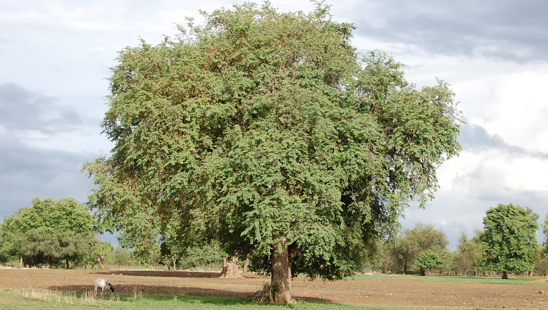 IOC reveals details of its “Olympic Forest” project - Olympic News
