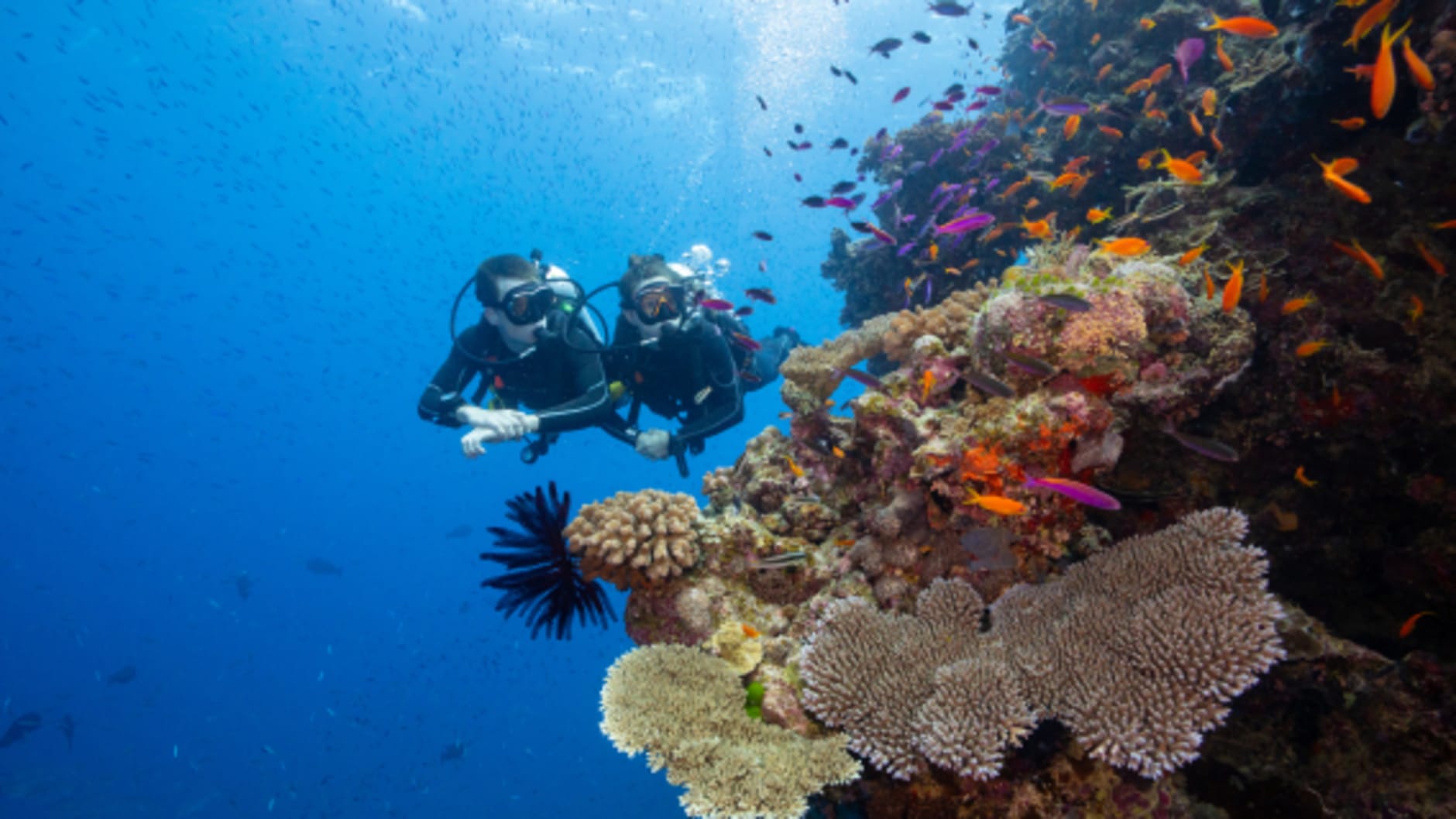 Host City of the Olympics and Paralympics | Brisbane 2032