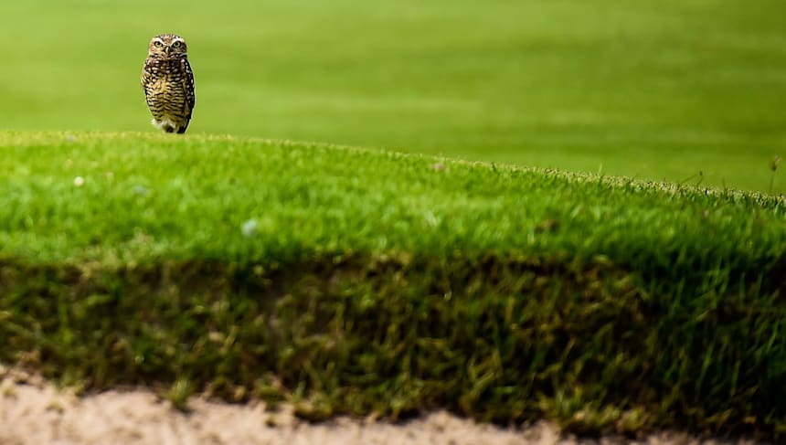 Golf poised to make long-awaited return - Olympic News