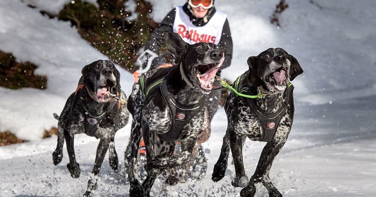 2023 IFSS Sleddog Sports World Championships & World Masters Dryland ...